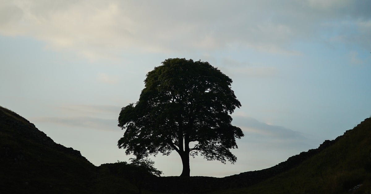 Vandals Who Cut Down Iconic Sycamore Gap Tree Sentenced In England ...